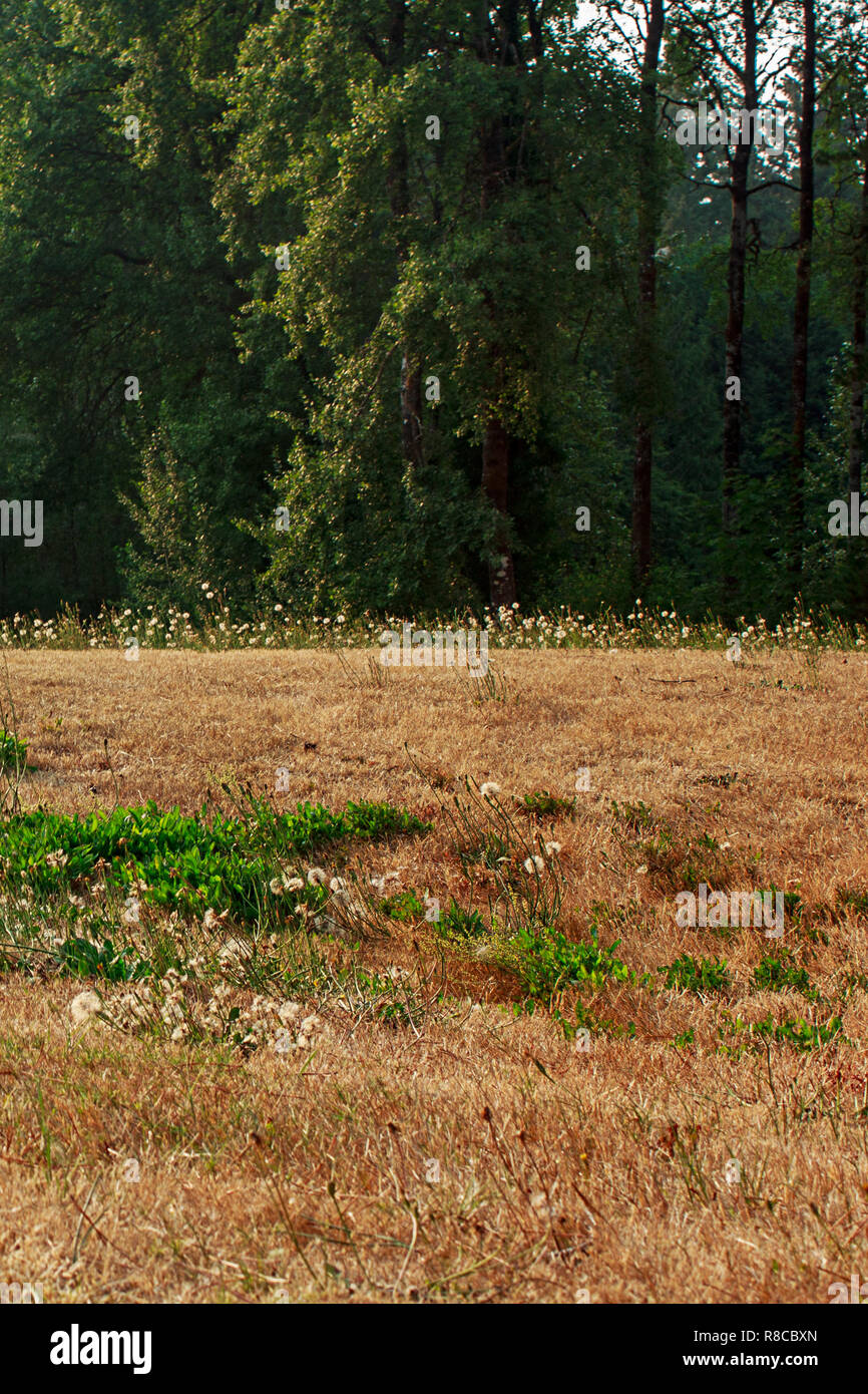 summer afternoon field with dandilion puffs and green forest Stock ...