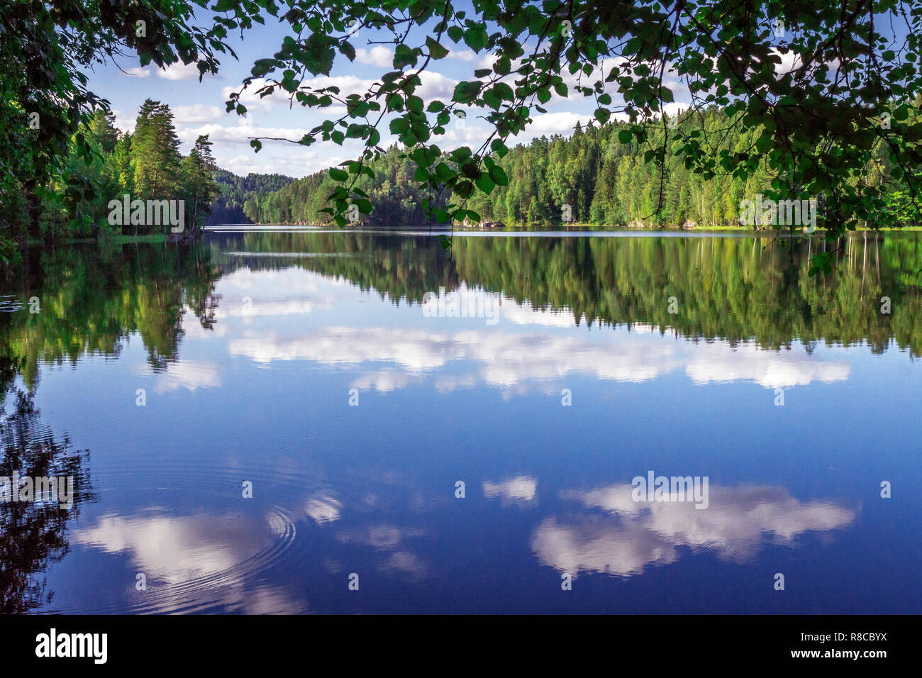 Reflections of clouds and green trees in lake. Forest in Oslo/Norway ...