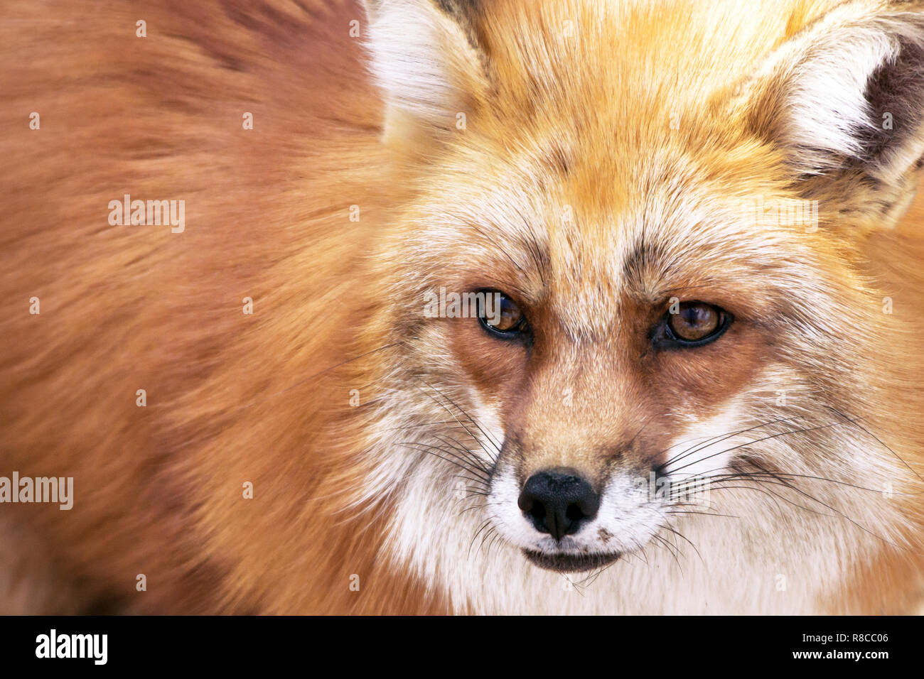 Red foxy hair hi-res stock photography and images - Alamy