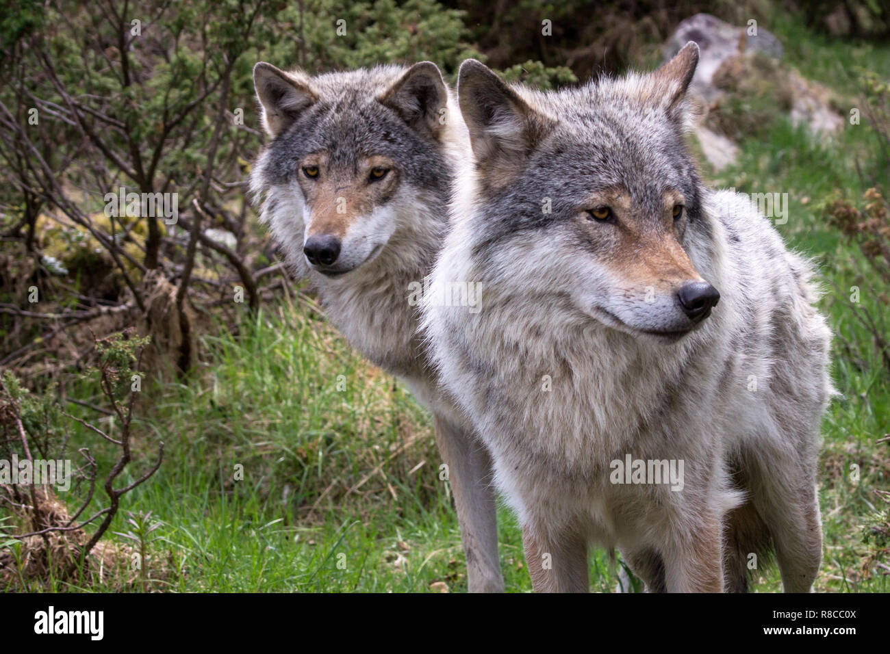 Wolf couple portrait in the wild. Nature, eyes, wolves, wolf pack ...