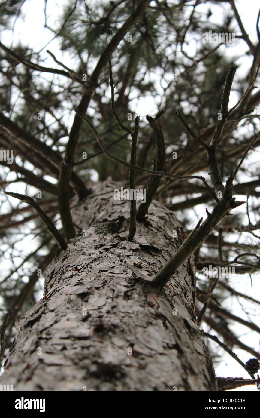 Tree michigan hi-res stock photography and images - Alamy