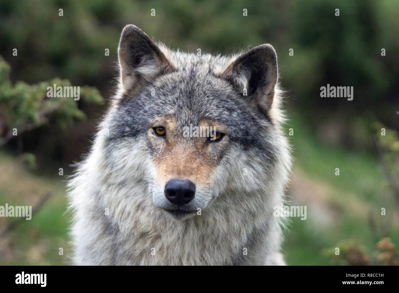 Close encounter with grey wolf in nature. Wildlife, wolf, wolves, bush ...