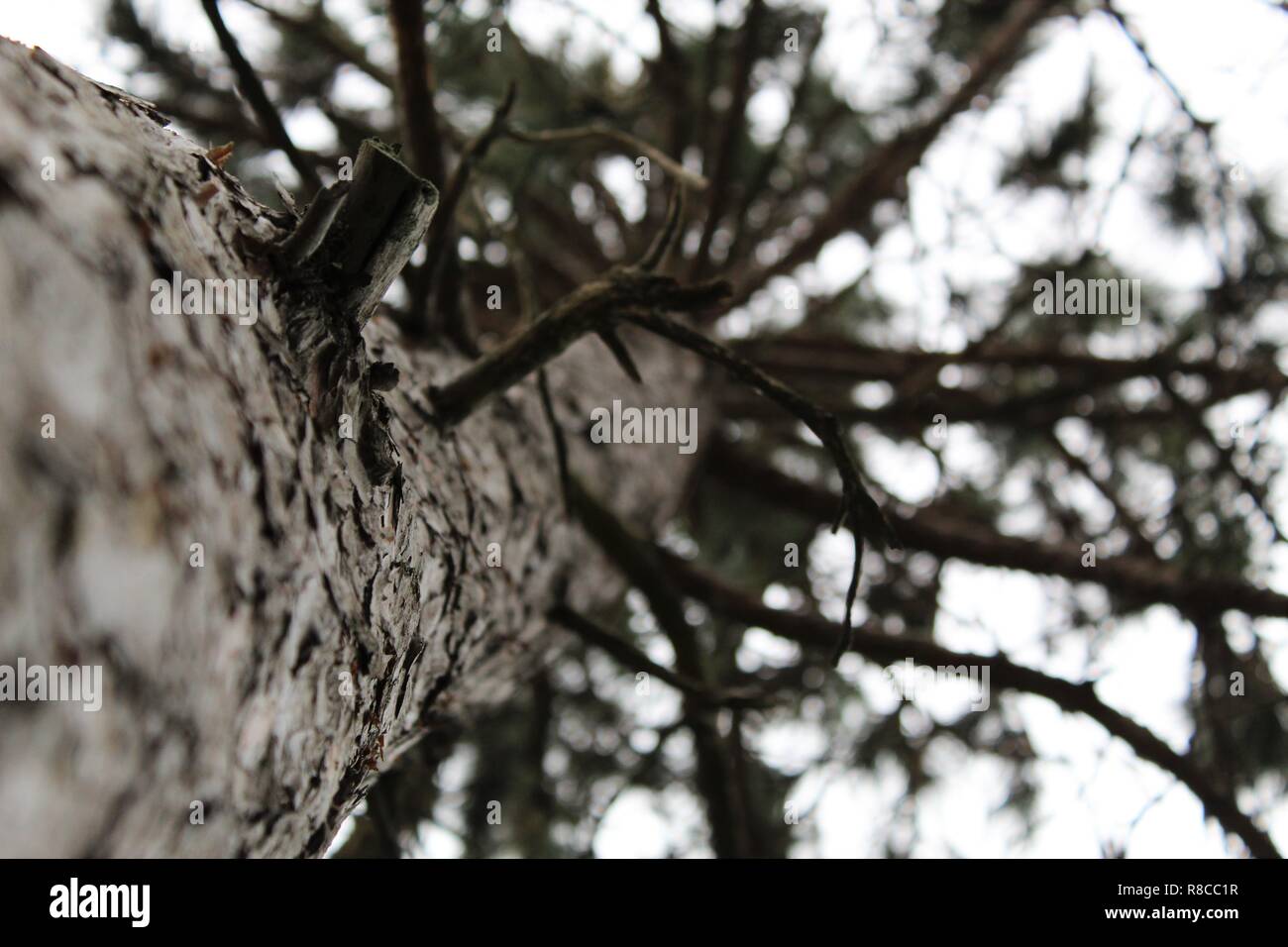 Tree michigan hi-res stock photography and images - Alamy