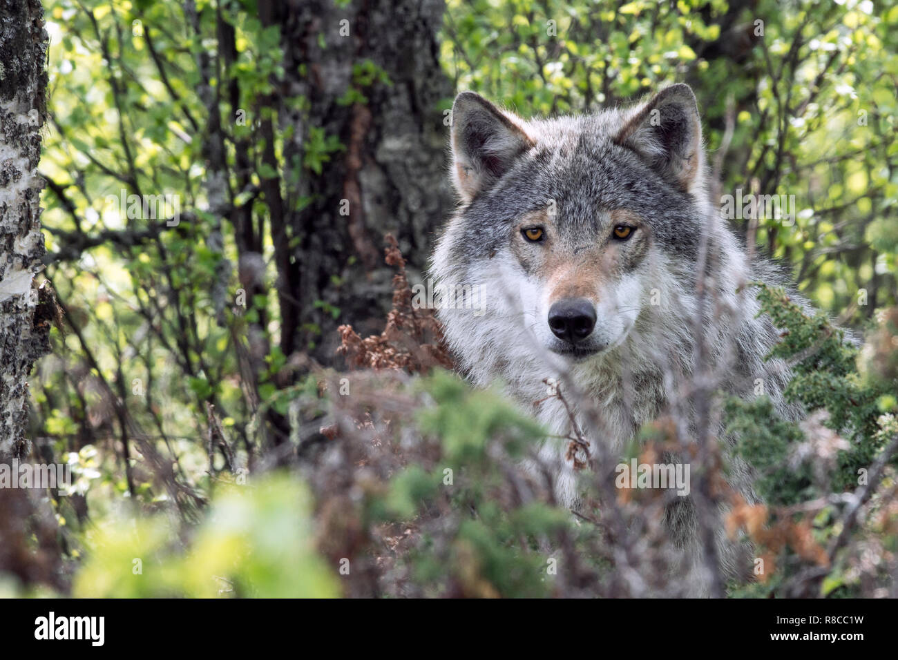 Close encounter with grey wolf in nature. Wildlife, wolf, wolves, bush ...