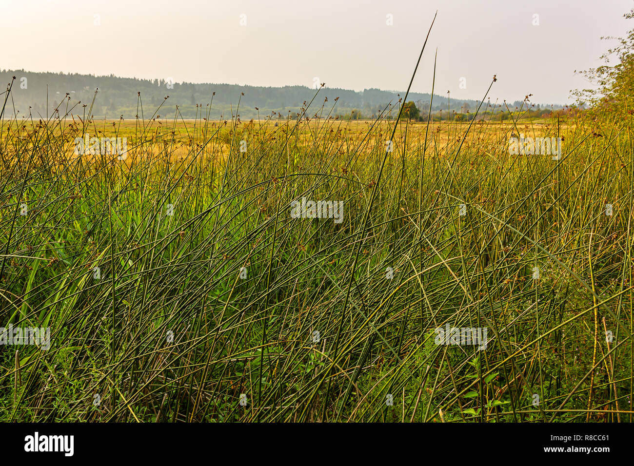 grasses growing on green and yellow august fields Stock Photo - Alamy