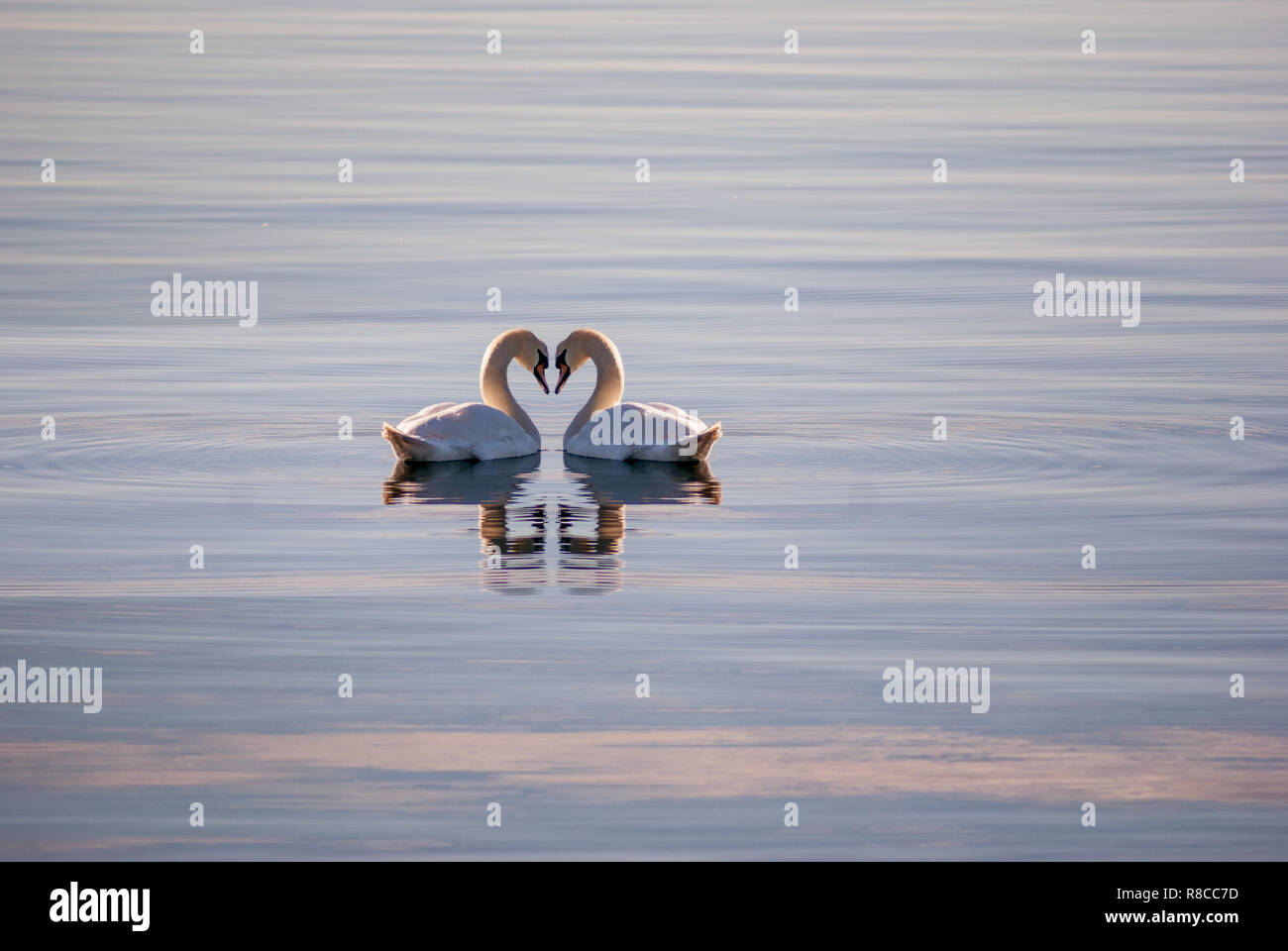 Two swans making a heart hi-res stock photography and images - Alamy