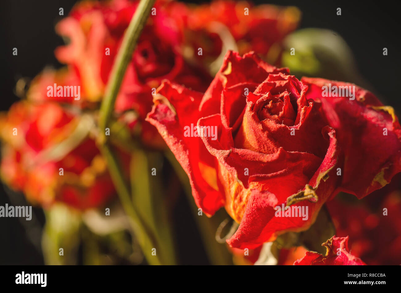 Faded red roses hi-res stock photography and images - Alamy