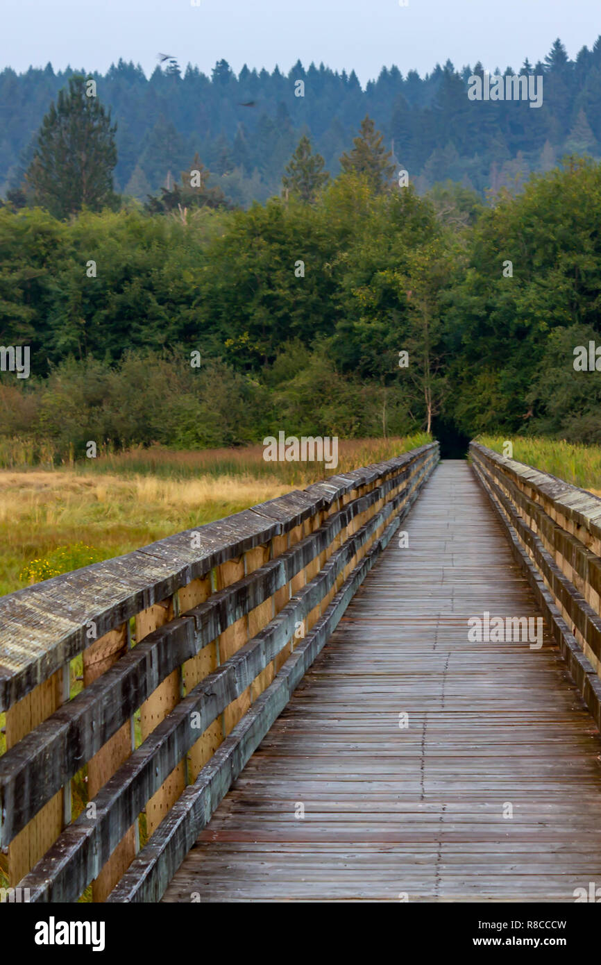 Swamp Bog Wetland Boardwalk High Resolution Stock Photography and ...