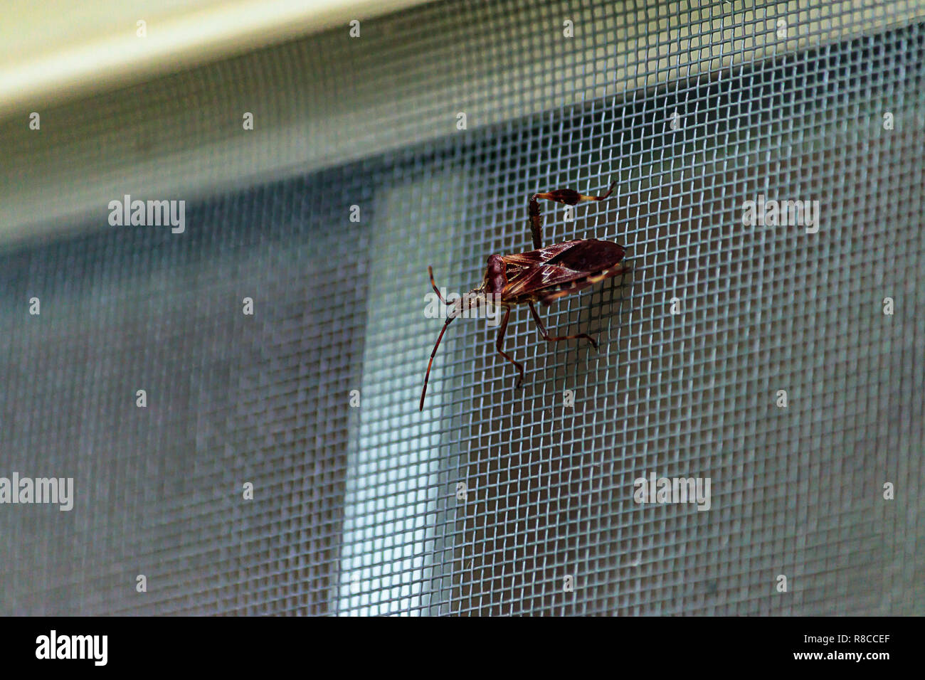 large beetle type bug on window screen Stock Photo - Alamy
