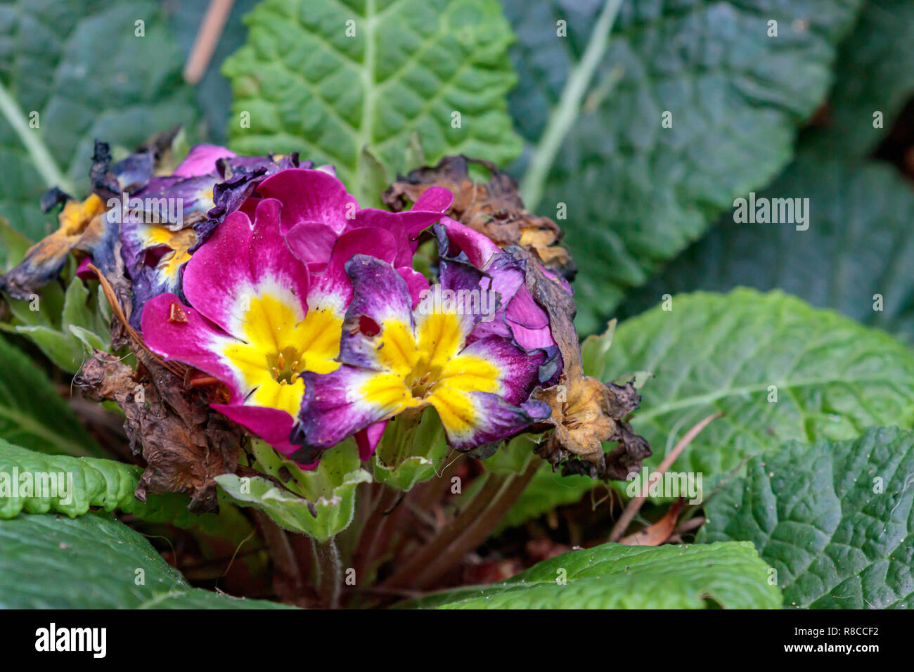 wilting pink primrose plant burnt from summer heat Stock Photo - Alamy