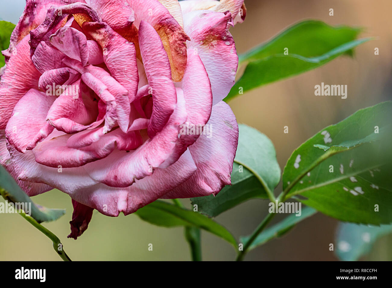 pink rose in august wrinkled and wilted Stock Photo - Alamy