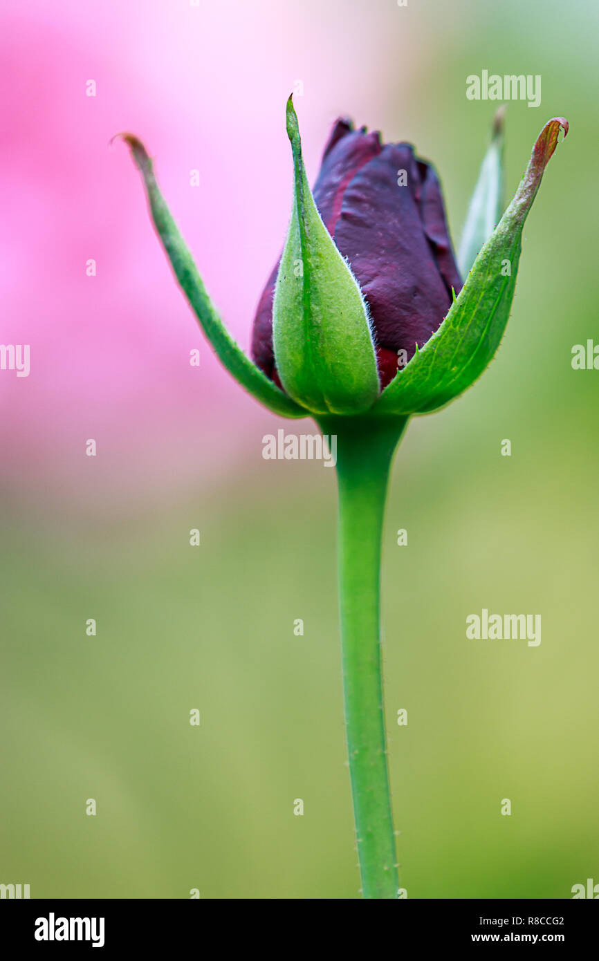 dark red black rose budding against a pastel background Stock Photo - Alamy