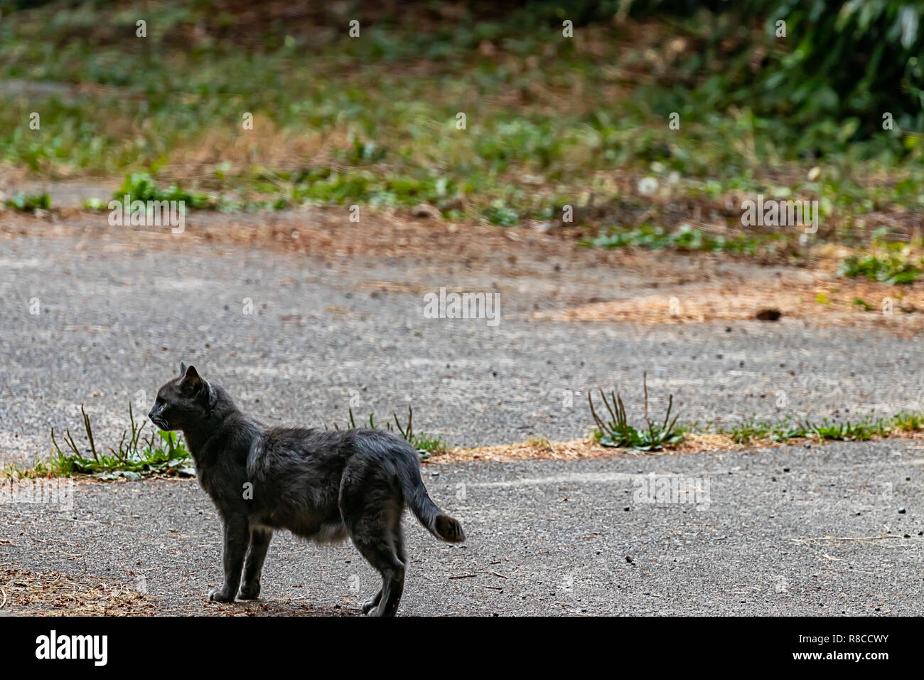stray black cat on a overgrown driveway Stock Photo - Alamy