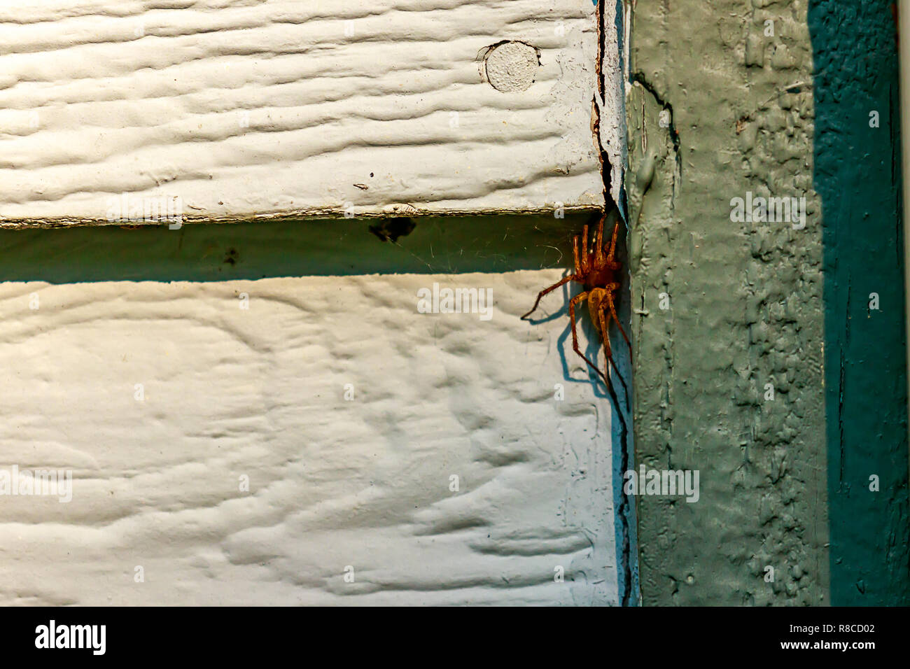spider hiding in the gray house siding Stock Photo - Alamy