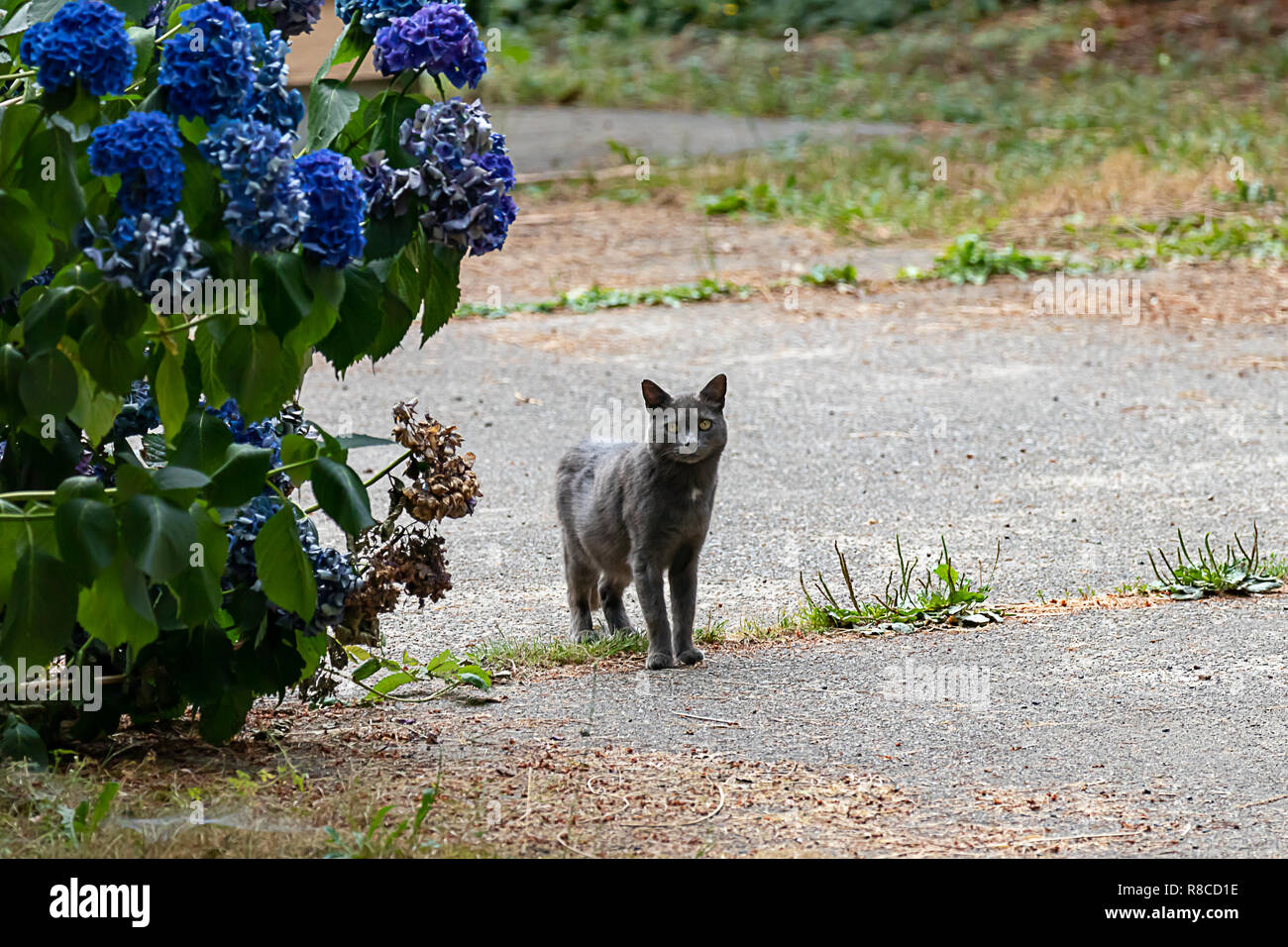 Overgrown driveway hi-res stock photography and images - Alamy
