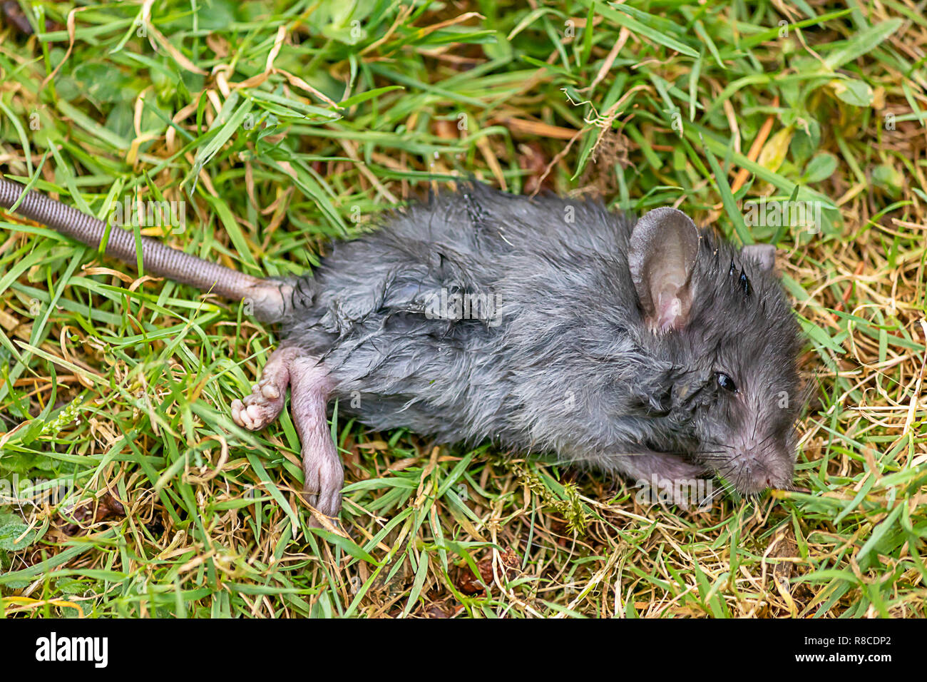 wounded gray mouse in the middle of the lawn Stock Photo - Alamy