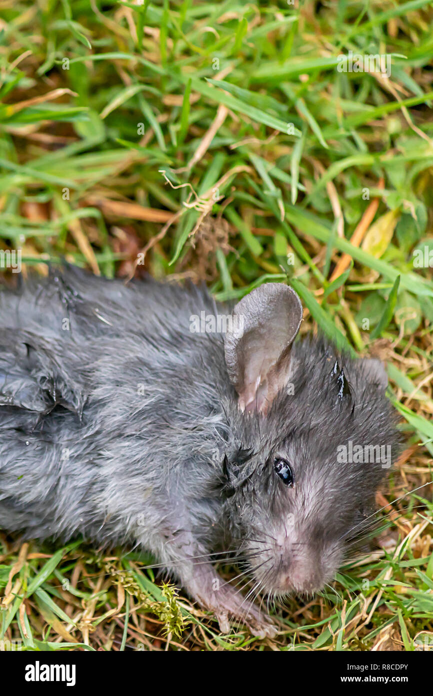 Field mouse plague hi-res stock photography and images - Alamy