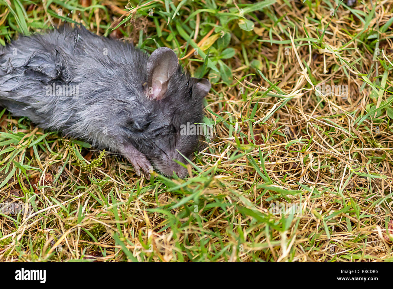 a wounded gray mouse on a yellow lawn Stock Photo - Alamy