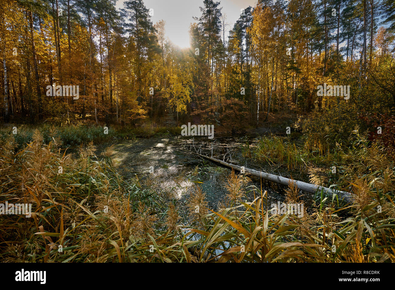 Fall forest lake trees gardening hi-res stock photography and images ...
