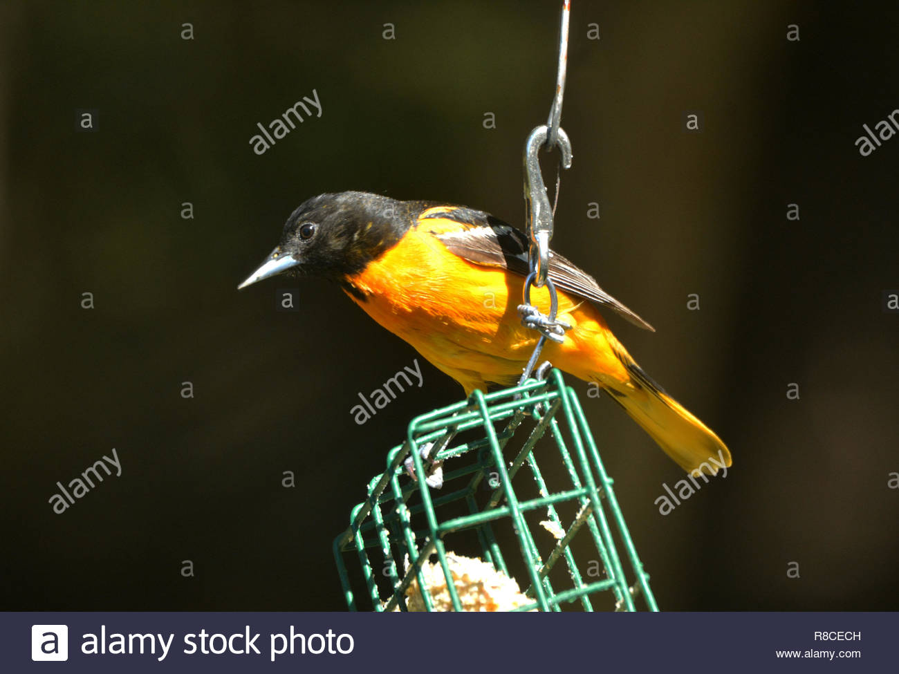 Northern Oriole Icterus Galbula Stock Photos & Northern Oriole Icterus ...