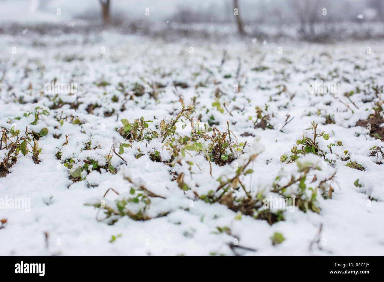 Agricultural fields covered with fine snow. Spring field work Stock ...