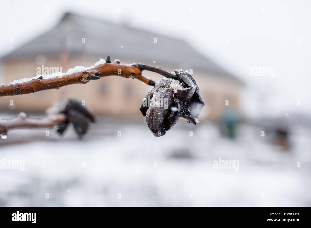 Frozen tree branches covered with white scaly ice. Season frost ...