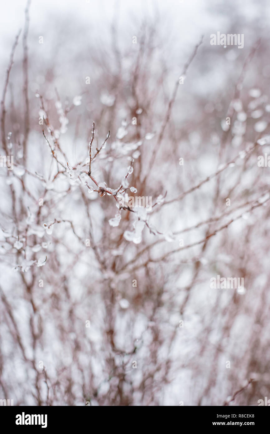 Frozen tree branches covered with white scaly ice. Season frost ...