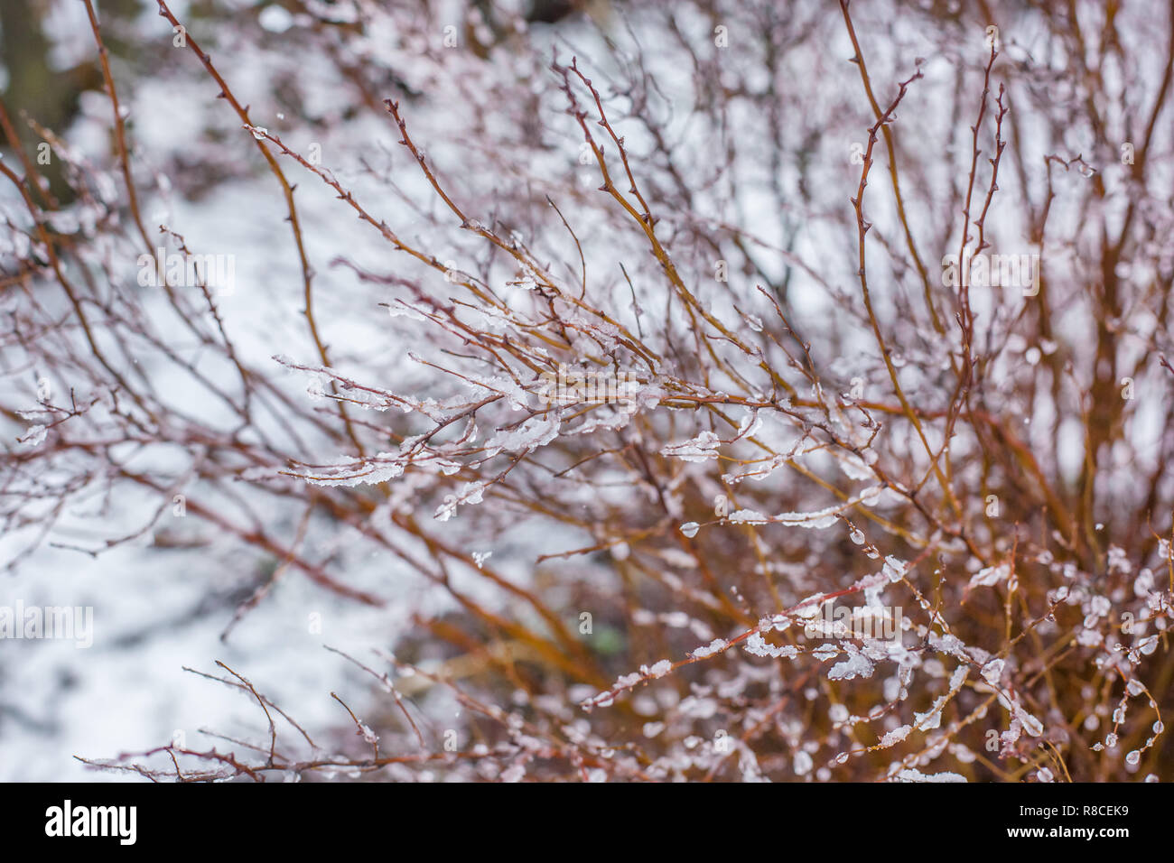 Frozen tree branches covered with white scaly ice. Season frost ...