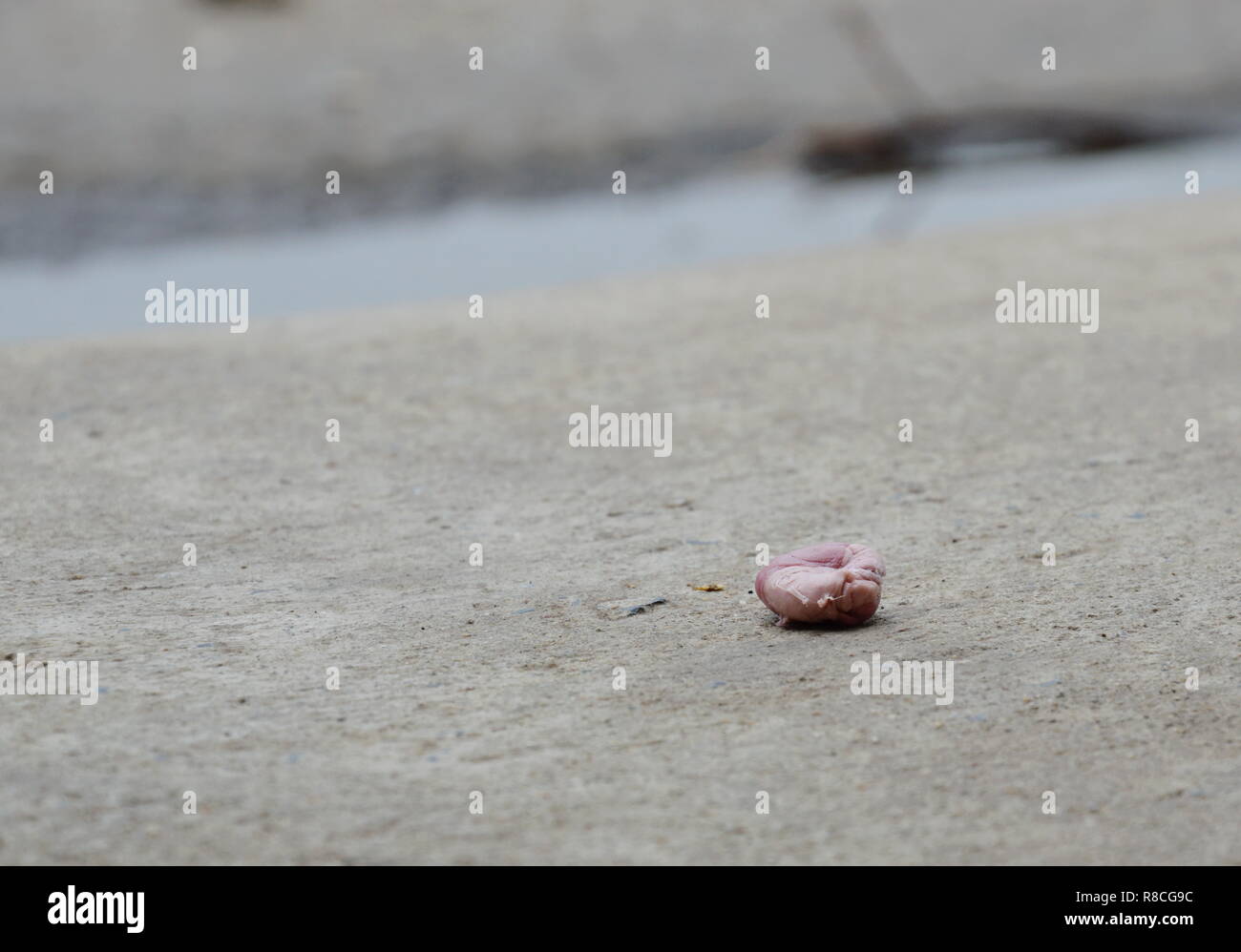 gum scrap split by someone bad behavior on cement ground Stock Photo ...