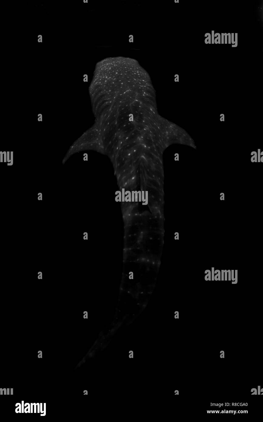 Whale Shark B+W Stock Photo - Alamy