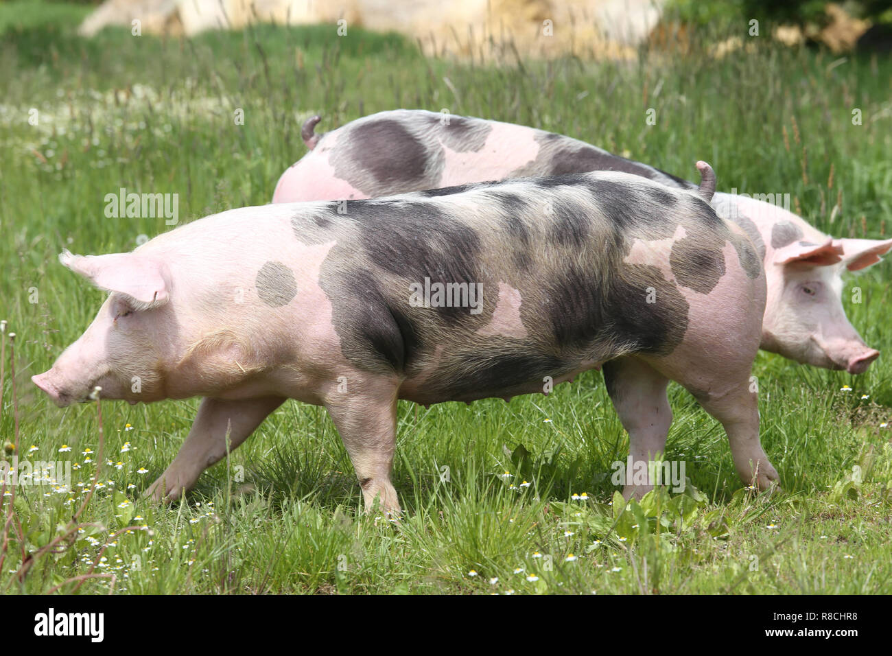 Pigs pietrain farm hi-res stock photography and images - Alamy