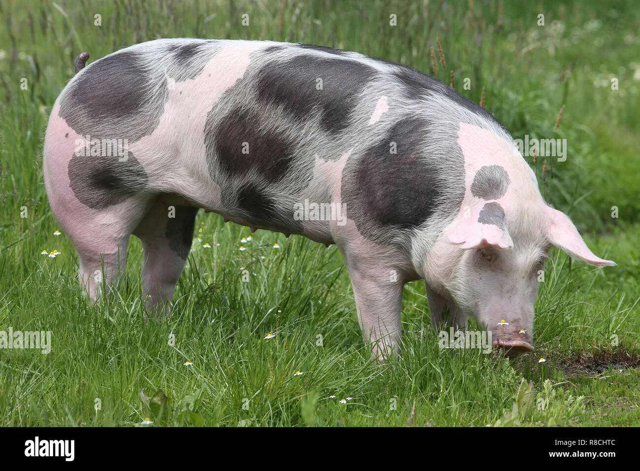 Petrain pig hi-res stock photography and images - Alamy