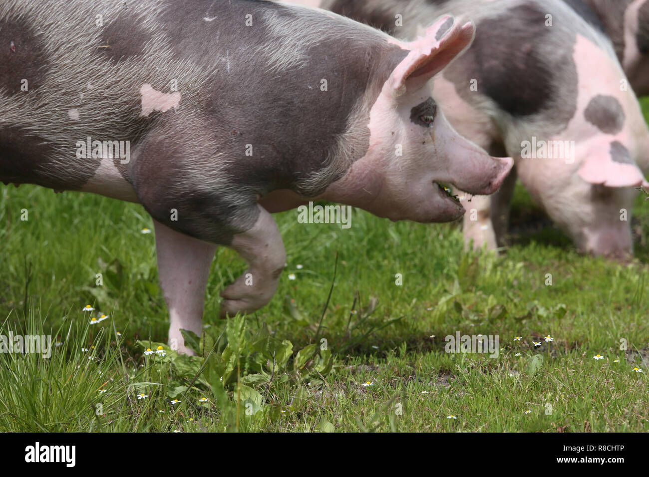 Duroc sired hi-res stock photography and images - Alamy