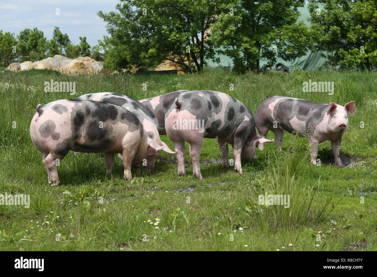 Spotted pig black spots looking hi-res stock photography and images - Alamy