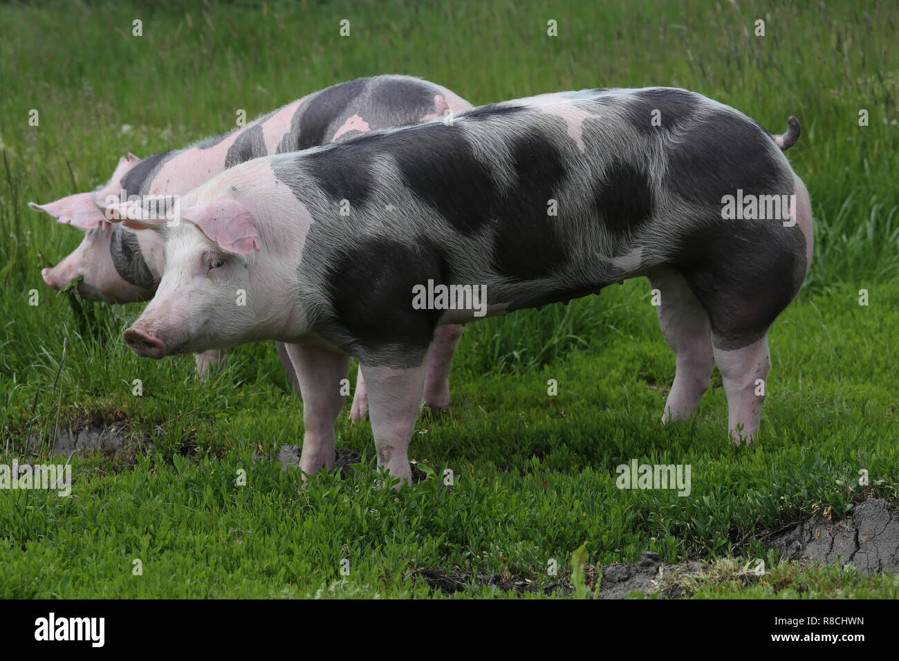 Pigs pietrain farm hi-res stock photography and images - Alamy