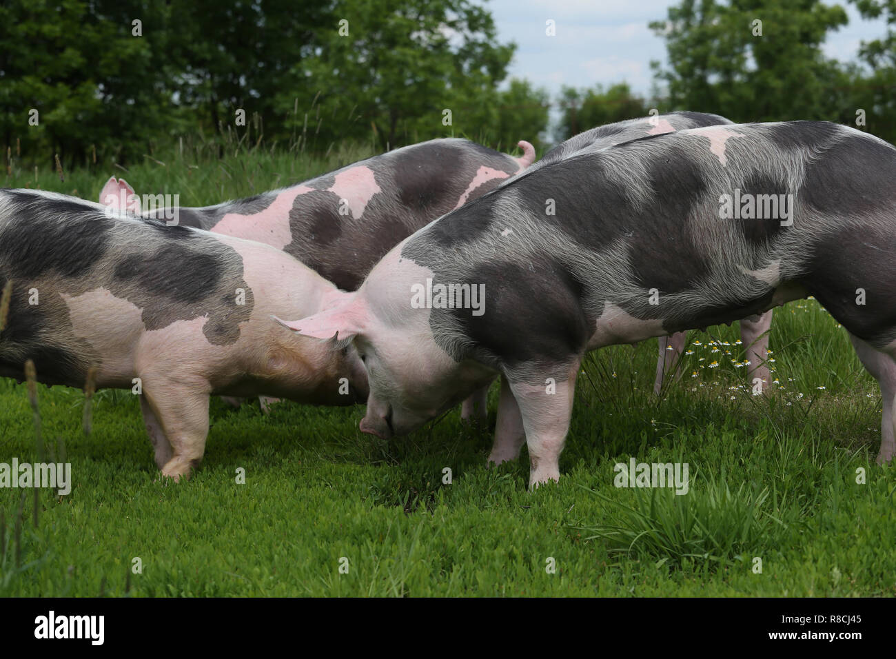 Pietrain pigs hi-res stock photography and images - Alamy
