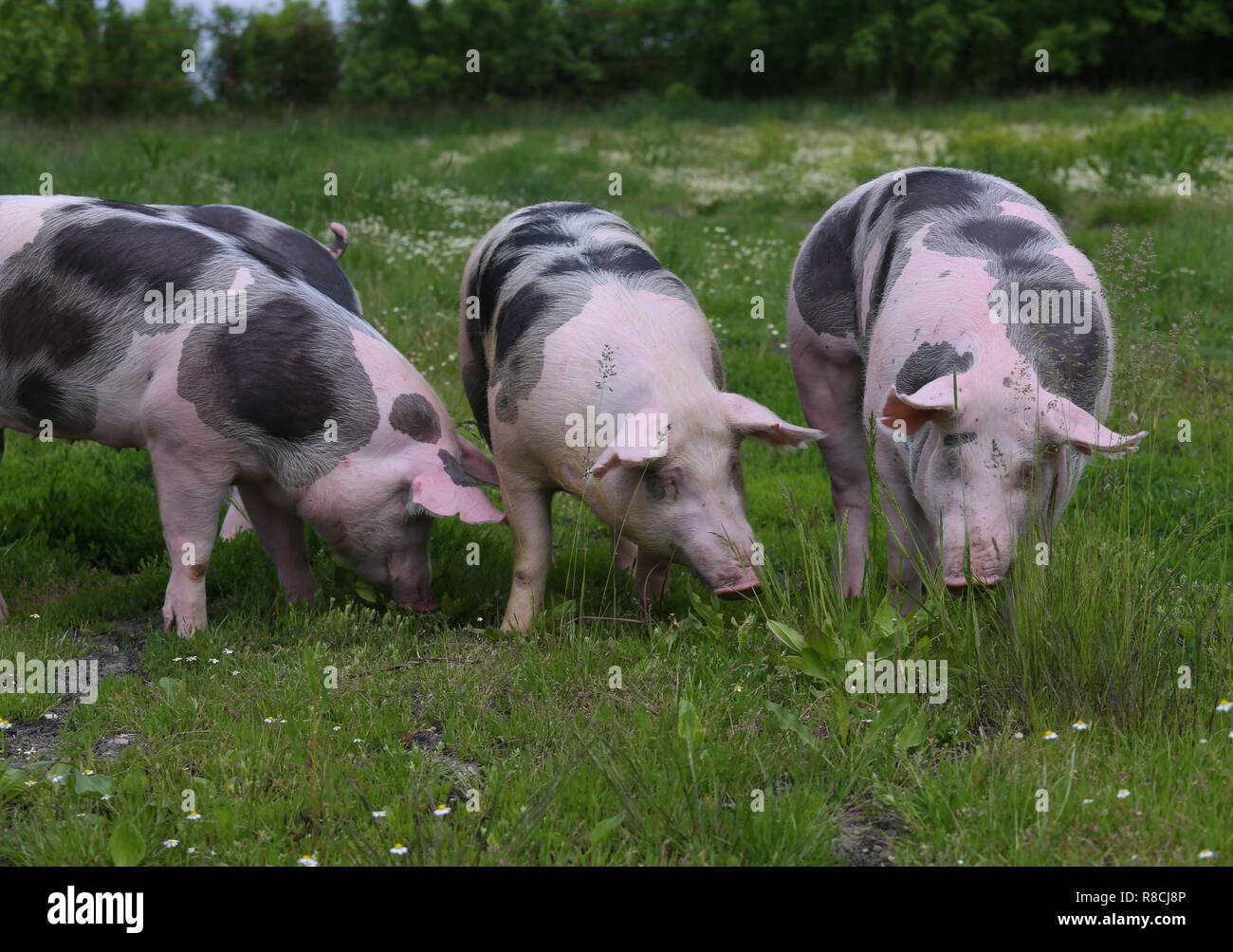 Pietrain boar hi-res stock photography and images - Alamy