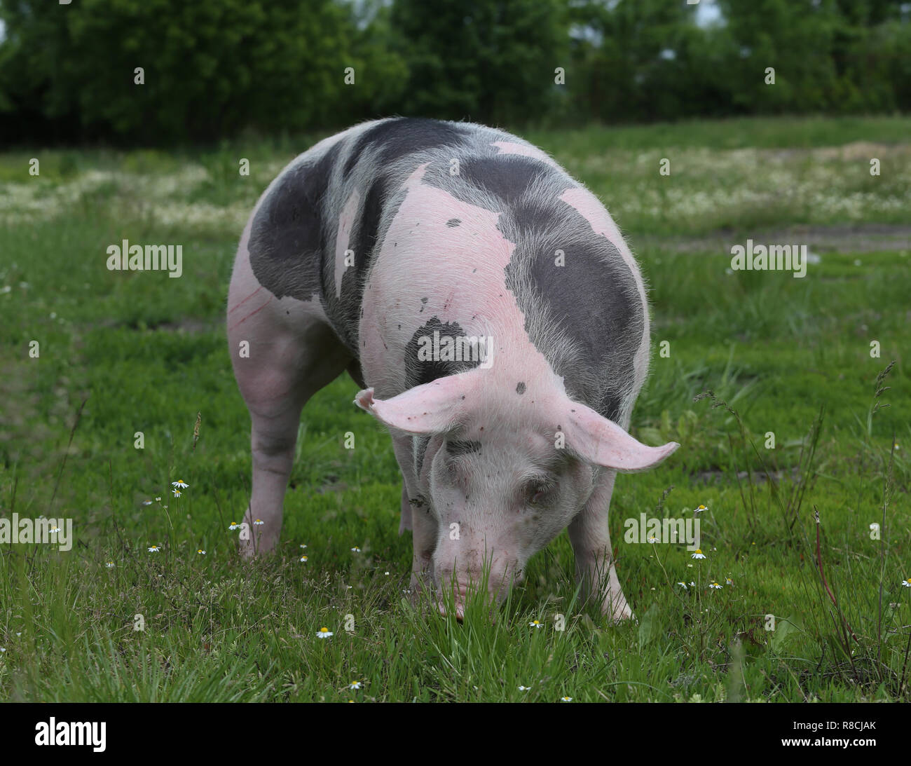 Pietrain swine hi-res stock photography and images - Alamy