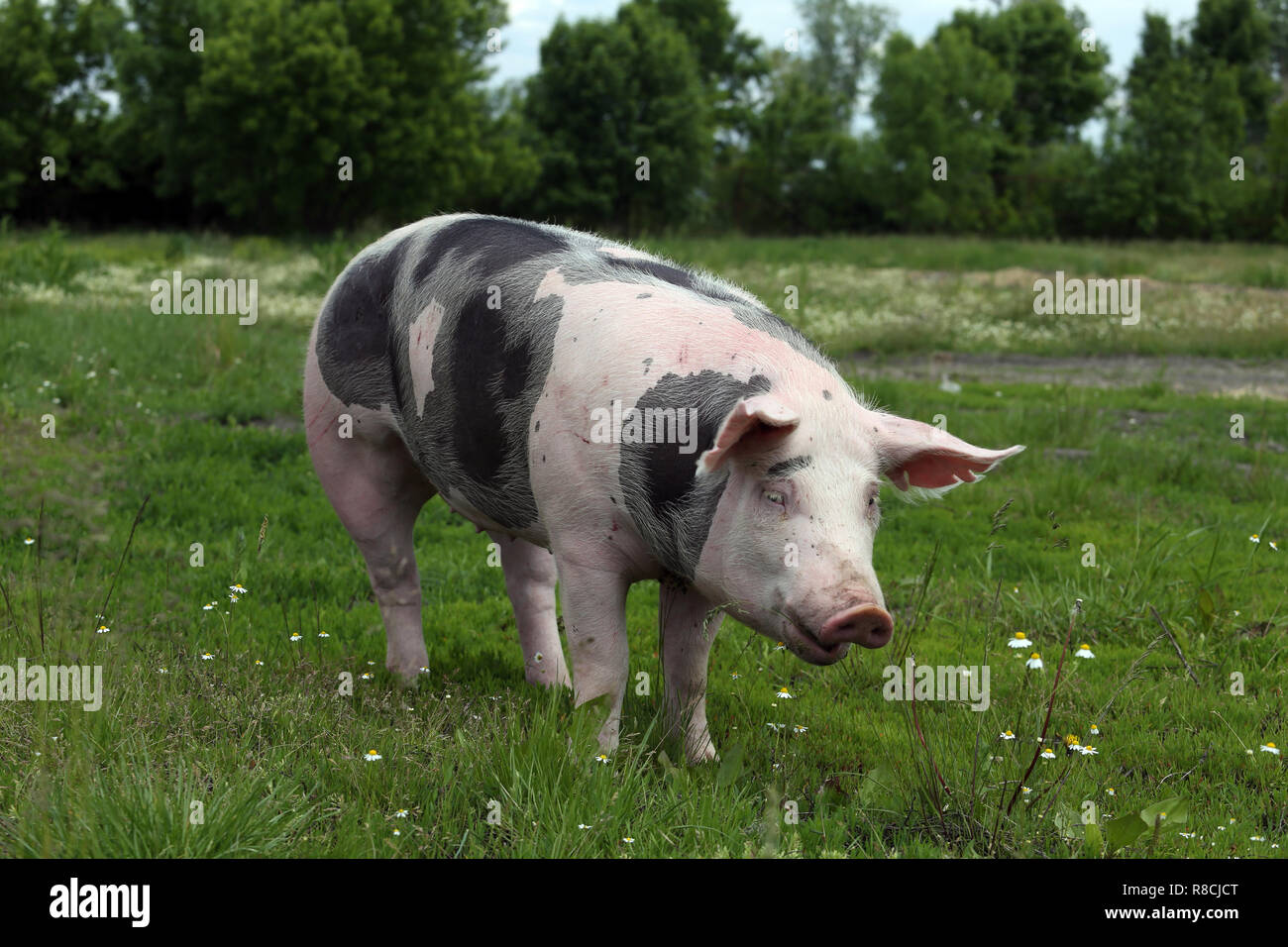 Pietrain breed pig graze on fresh green grass on meadow. Healthy young ...