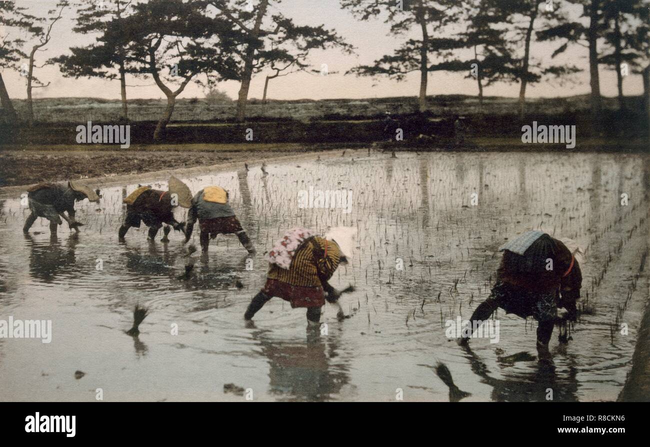 Five peasants re-planting rice in a paddy field, 1890's. Creator ...