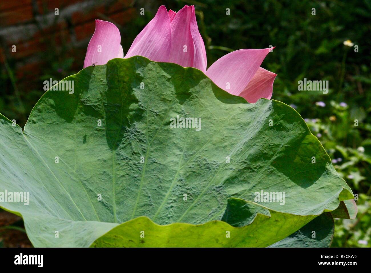 Opening Lotus Flower High Resolution Stock Photography and Images - Alamy