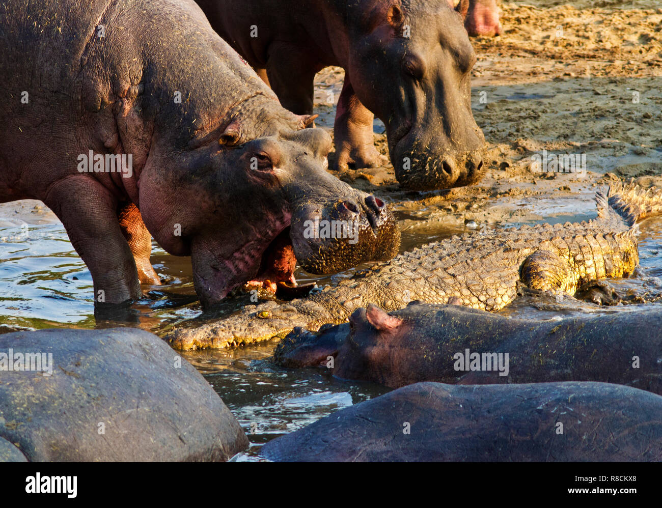 A Crocodile carefully pushed through a mass of hippos to get to the ...
