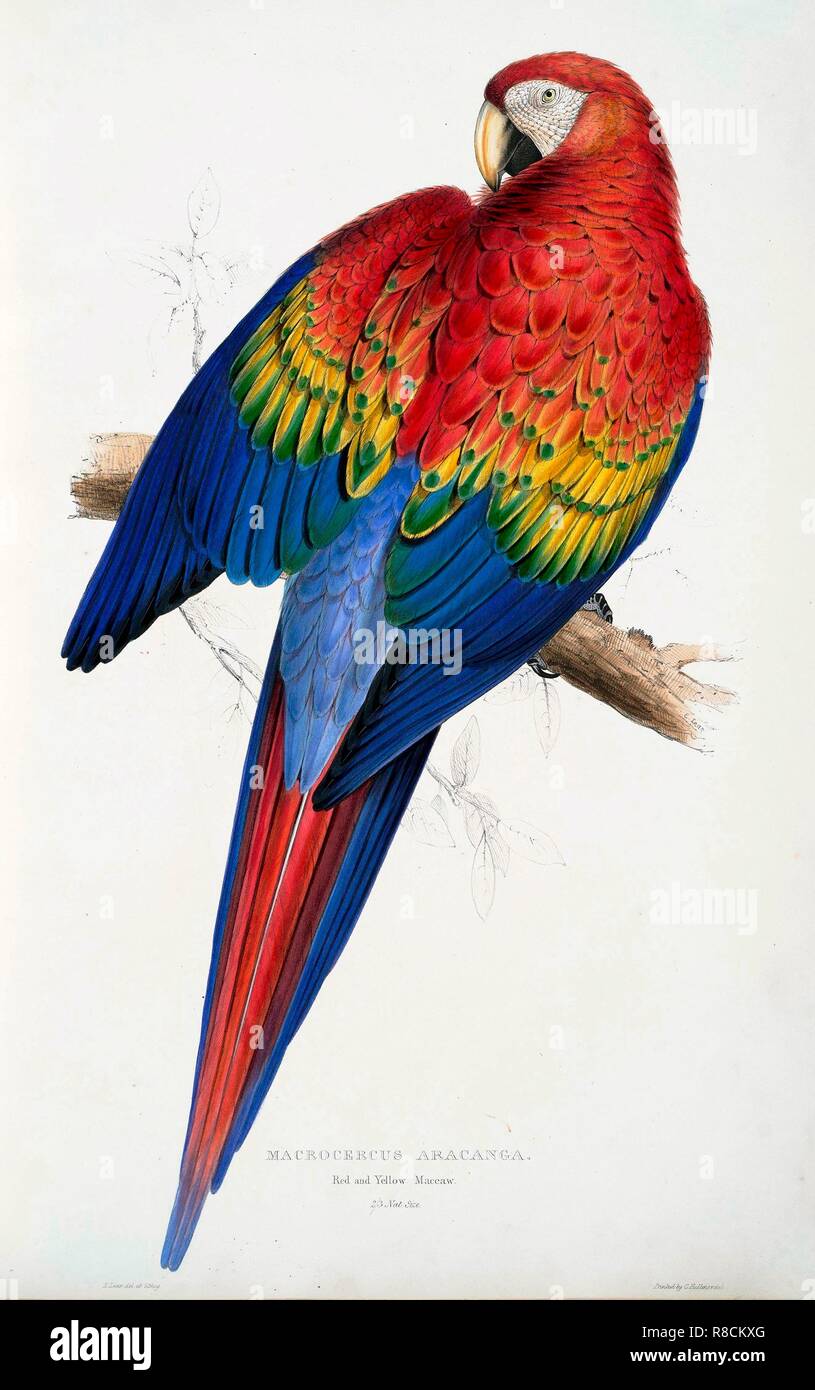 Red and Yellow Macaw (Macrocercus aracanga), pub. 1832. Creator: Edward ...
