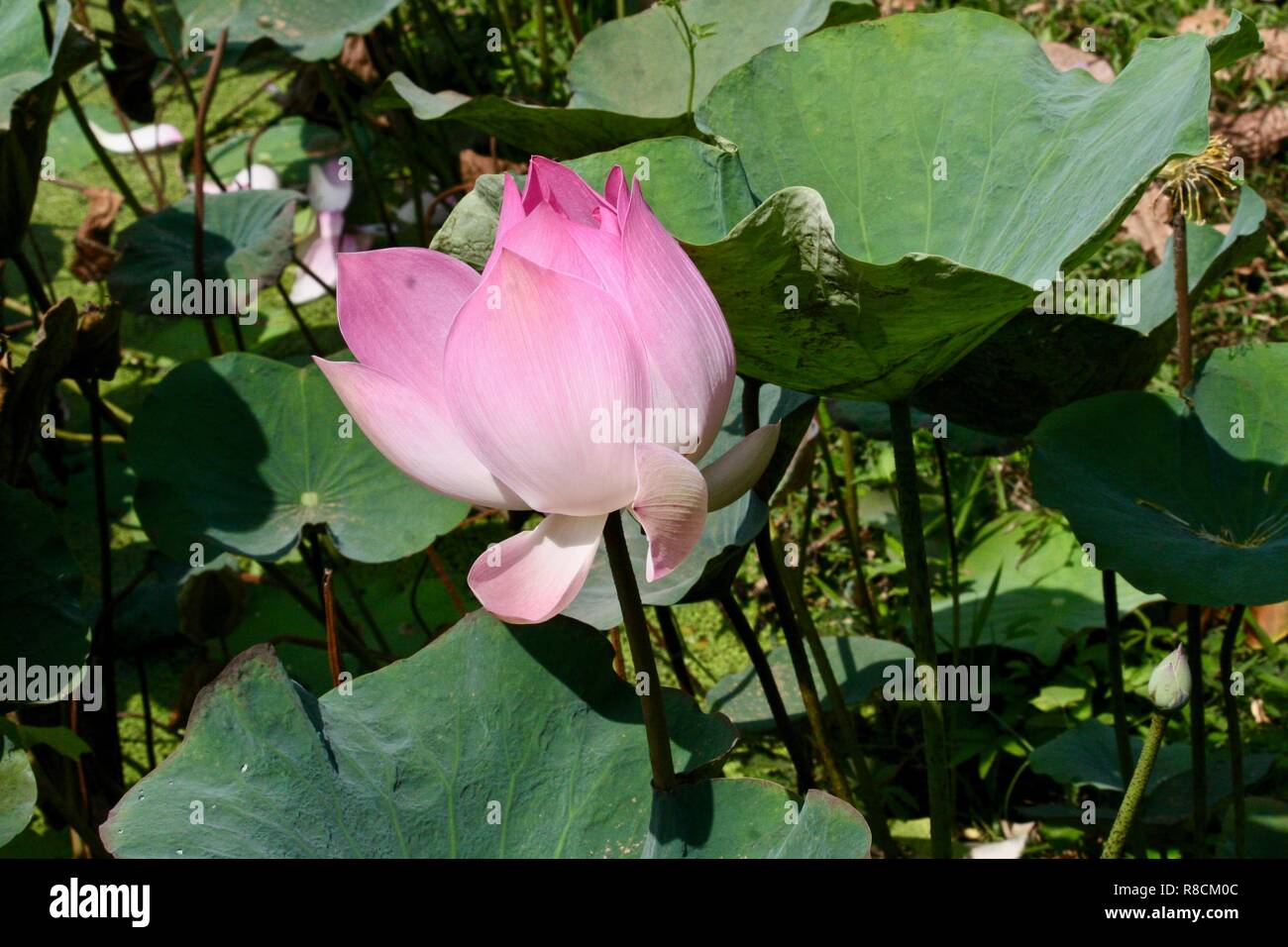 Tall lotus hi-res stock photography and images - Alamy