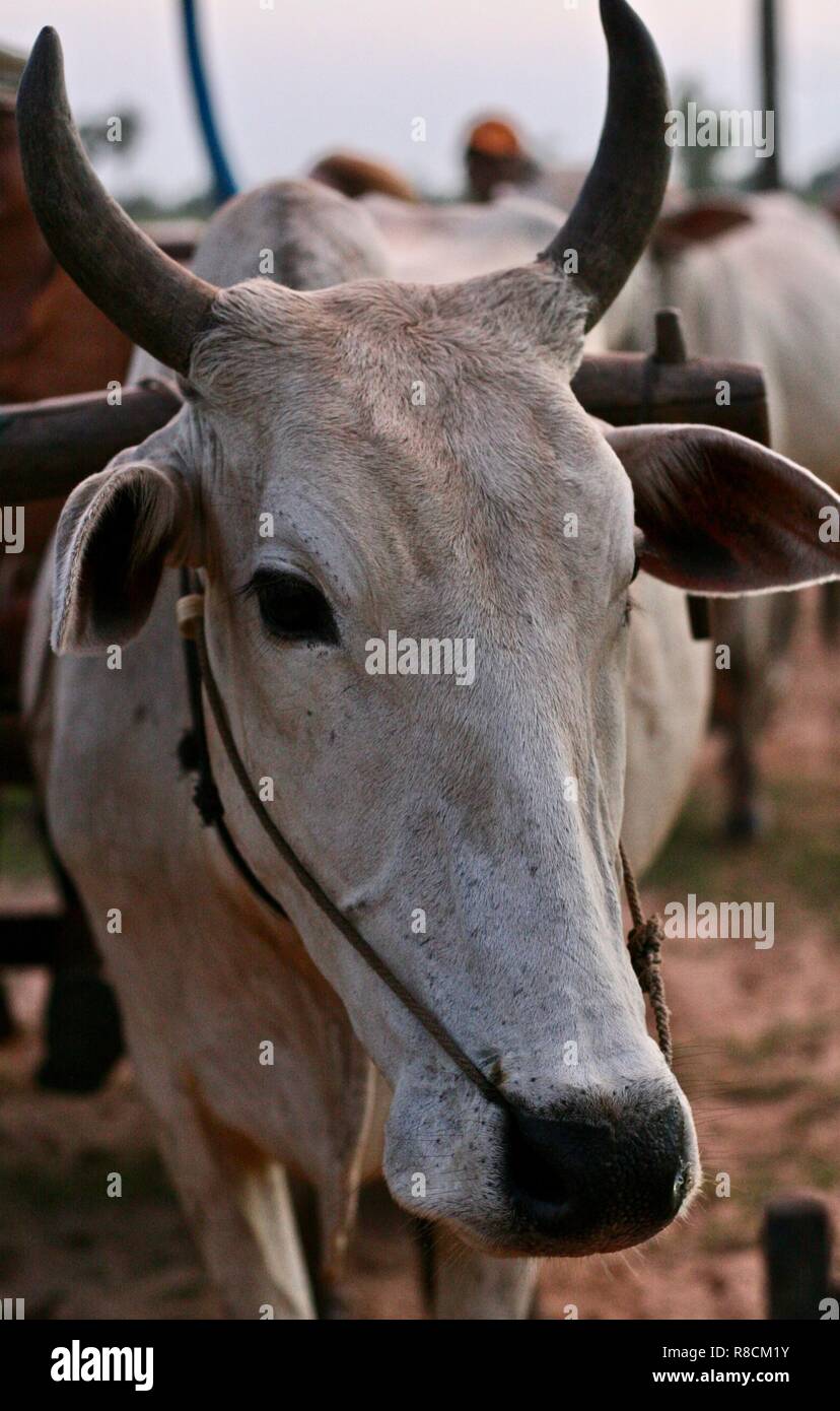 Cows pulling cart hi-res stock photography and images - Alamy
