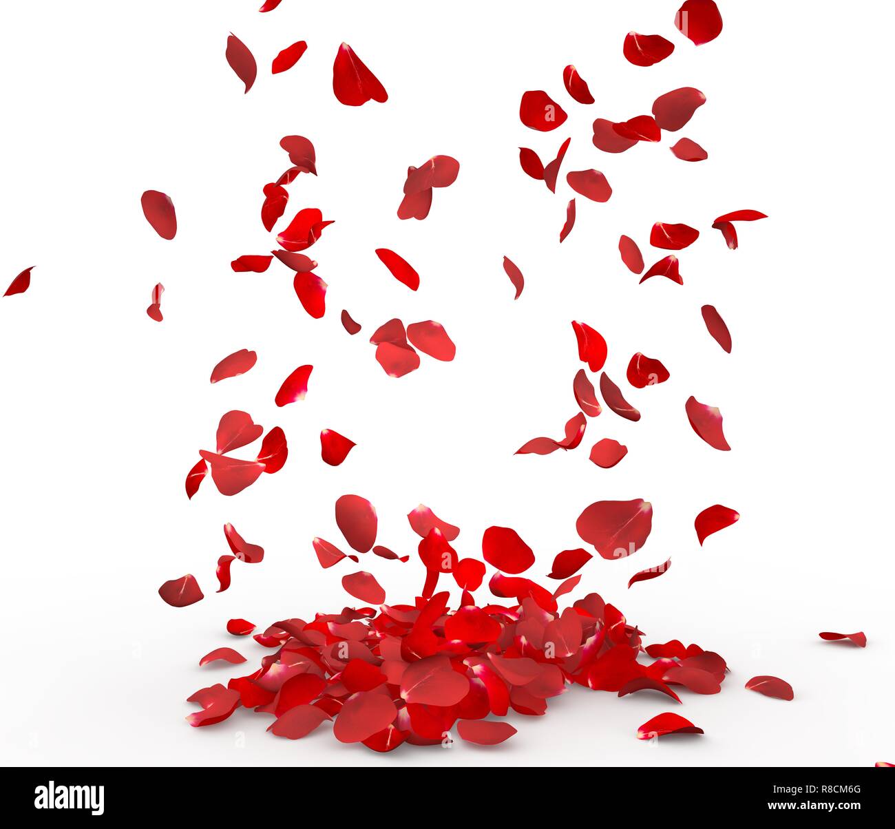 Rose petals fall to the floor. Isolated background Stock Photo - Alamy