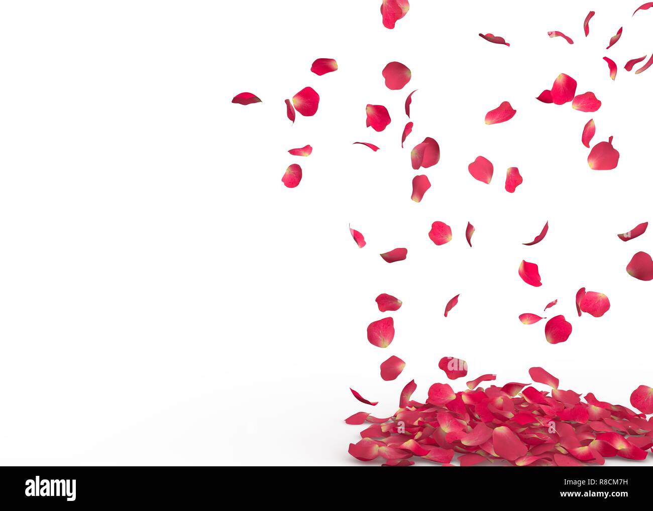 Rose petals fall to the floor. Isolated background Stock Photo - Alamy