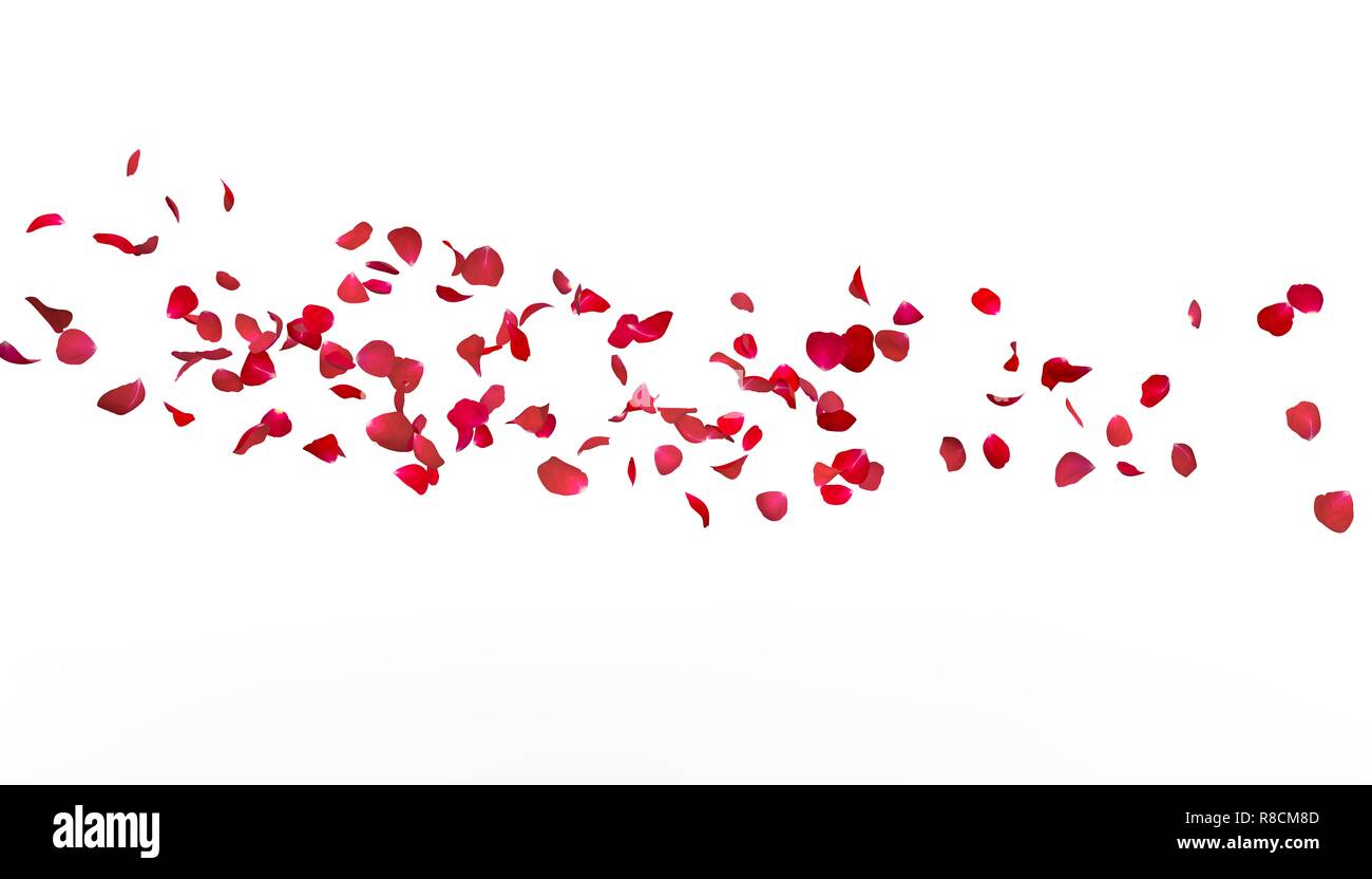 The petals of a red rose fly far into the distance. White isolated ...