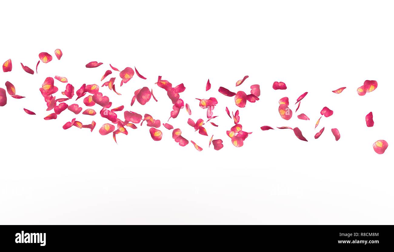 The petals of a red rose fly far into the distance. White isolated ...