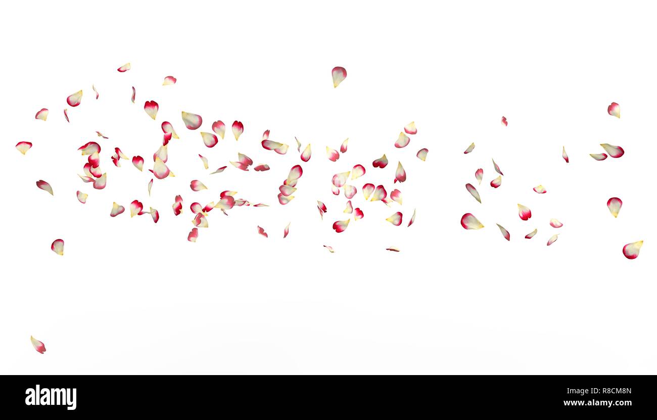 The petals of a red rose fly far into the distance. White isolated ...